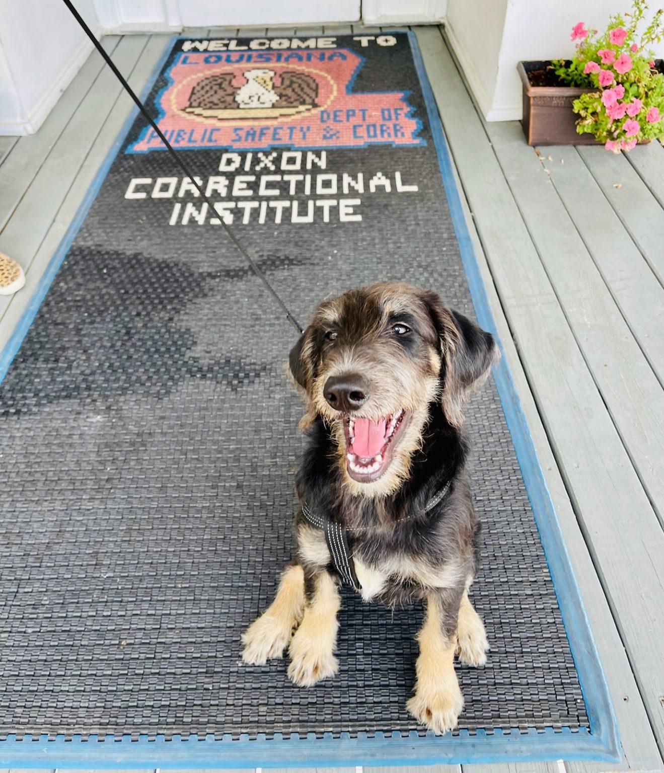 Available Dogs – Pen Pals Inc.