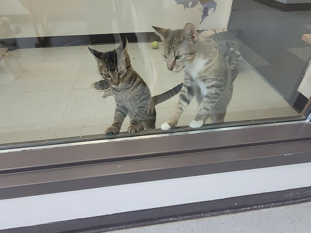 Available Cats – Pen Pals Inc.